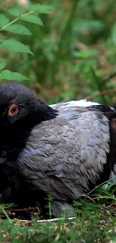 Resting Pigeon in Nature - free download