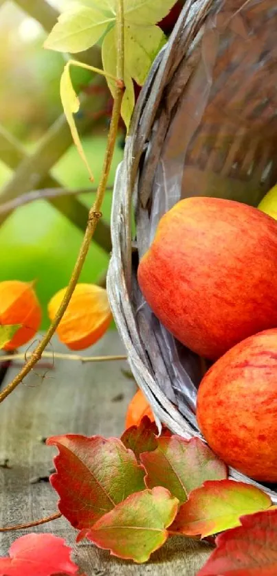 Rustic Autumn Apple Scene - free download