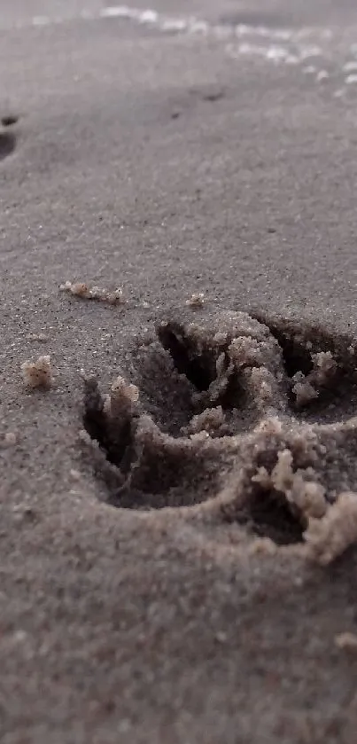 Sandy Beach Paw Print - free download