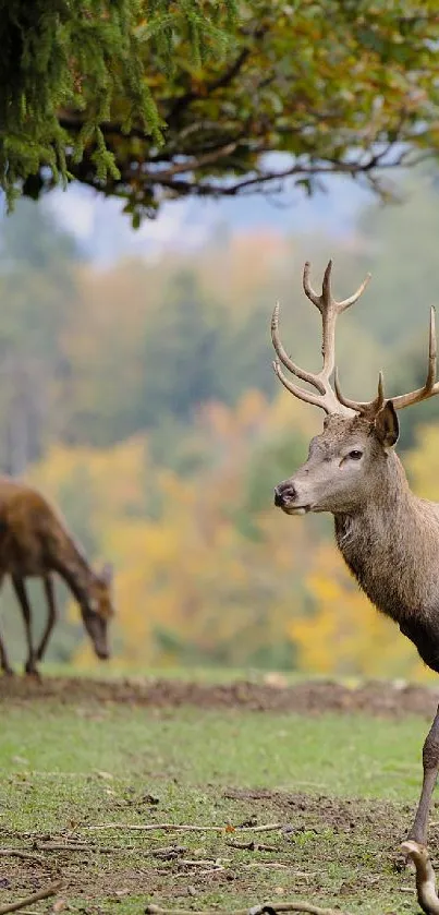 Scenic Deer Forest Wallpaper - free download