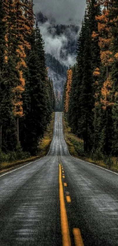 Scenic Forest Road Wallpaper - free download