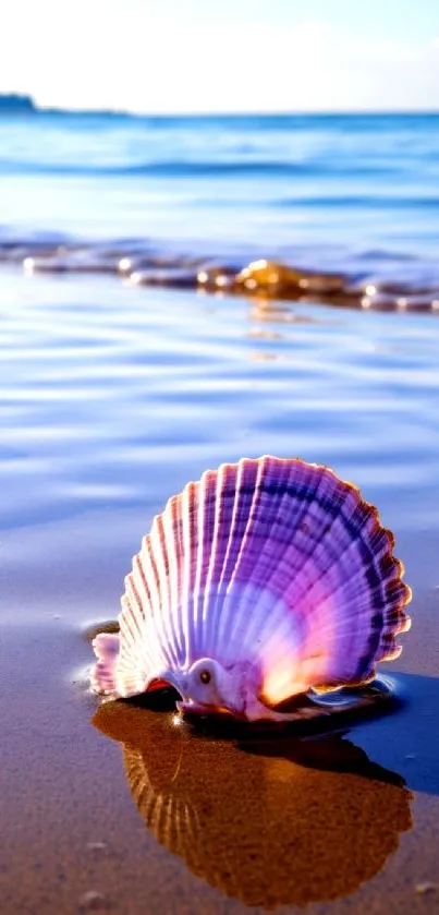 Seashell on Beach Wallpaper - free download
