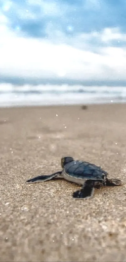 Serene Beach with Baby Turtle - free download
