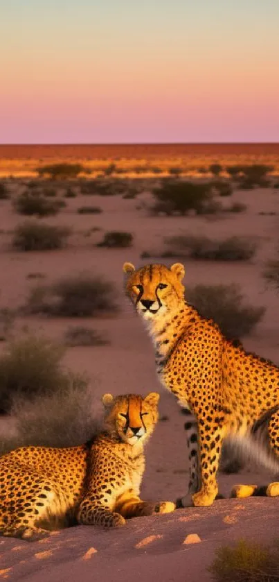Serene Cheetahs at Sunset - free download