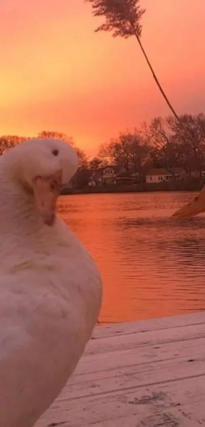 Serene Duck Sunset Wallpaper - free download