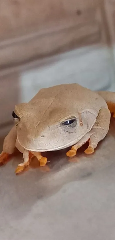 Serene Frog on Beige Surface - free download