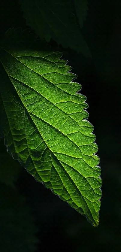 Serene Green Leaf Wallpaper - free download