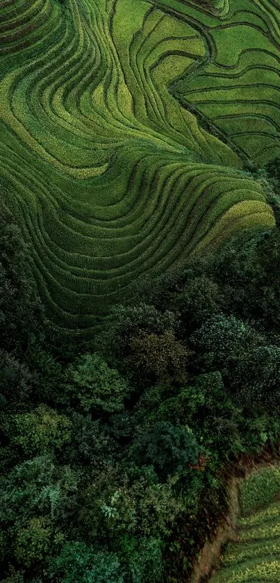 Serene Green Terraces Wallpaper - free download