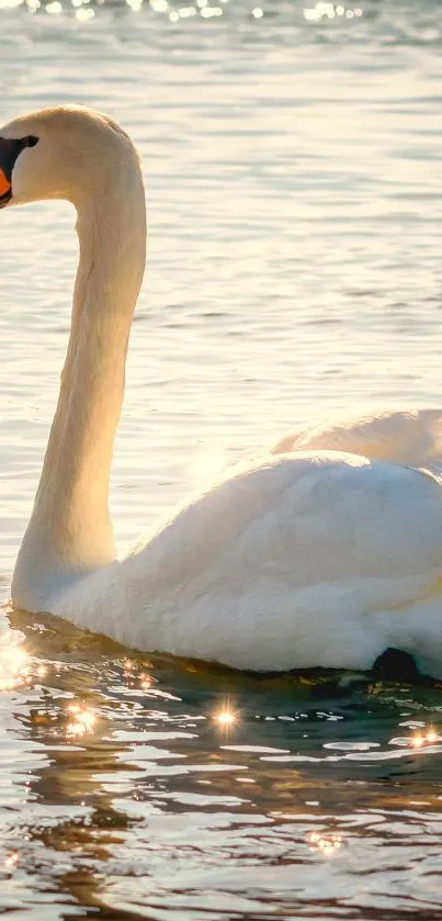 Serene Swan on Water - free download