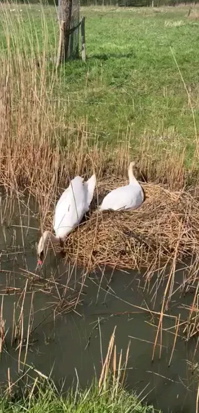 Serene Swans in Natural Habitat - free download
