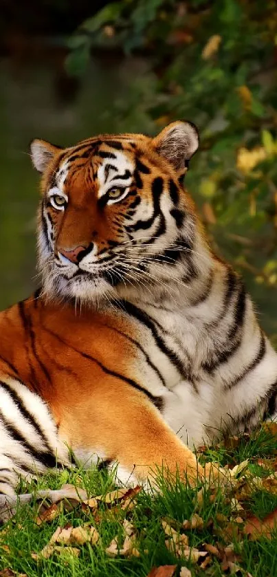 Serene Tiger in Autumn Forest - free download