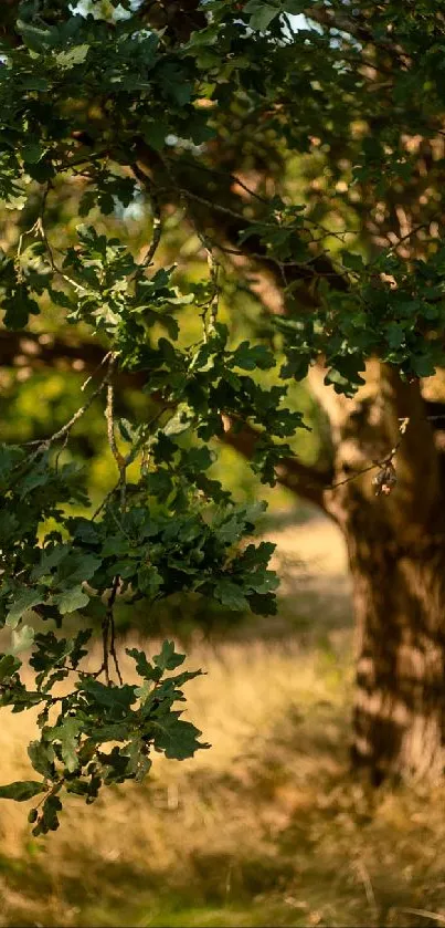 Serene Tree and Field Scene - free download