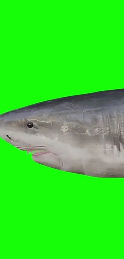 Shark on Vivid Green Wallpaper - free download
