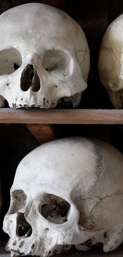 Skulls on Shelf Wallpaper - free download