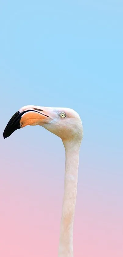 Sky Bird Eye Live Wallpaper - free download