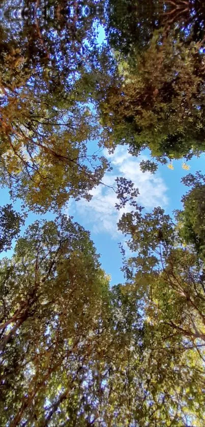 Skyward Forest View Wallpaper - free download