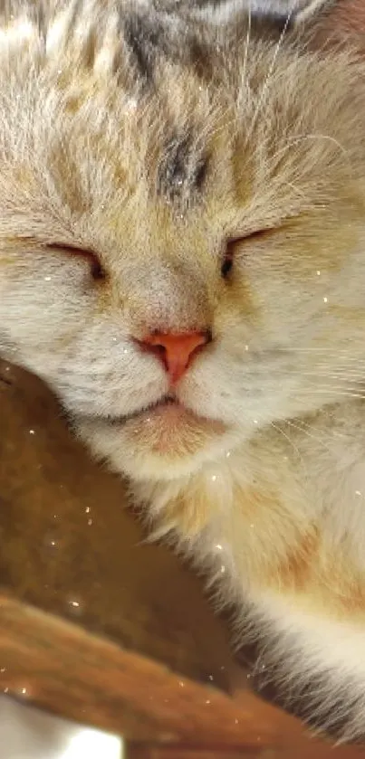 Sleeping Cat Mobile Wallpaper - free download