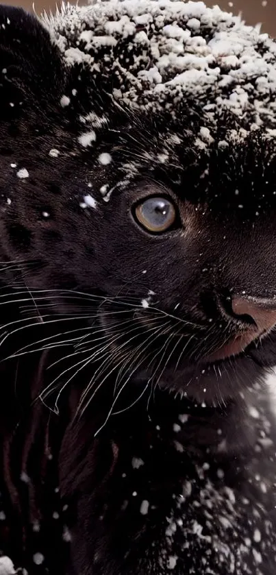 Snow-Covered Baby Panther Wallpaper - free download