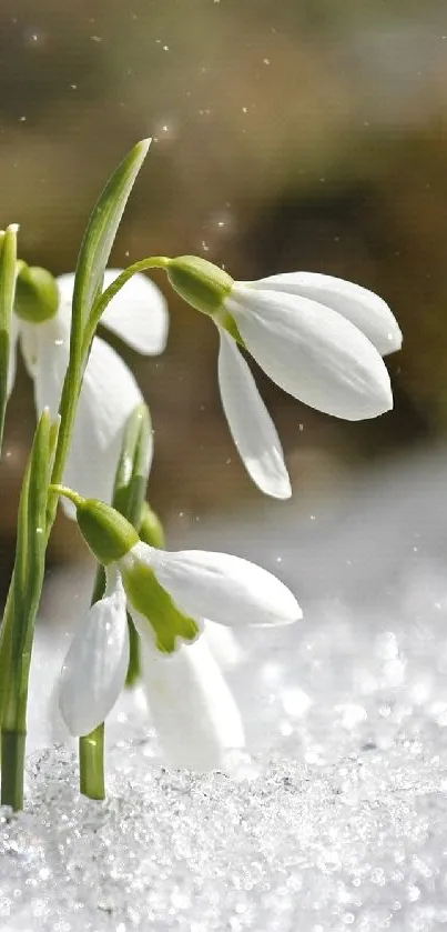 Snowdrops in Winter Light - free download