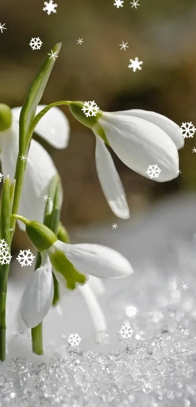 Snowdrops in Winter Wonderland - free download