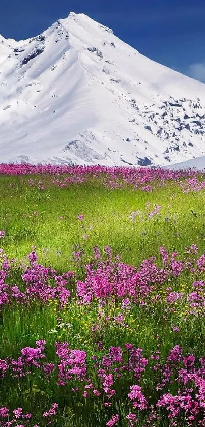 Snowy Peaks and Pink Meadow - free download