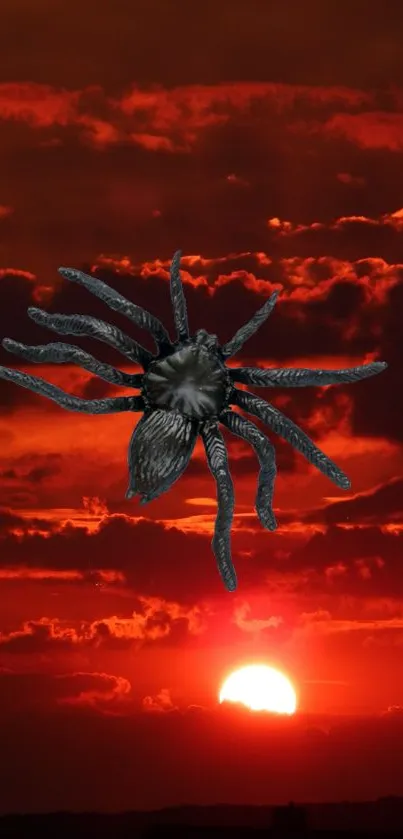 Spider Sunset Wallpaper - free download