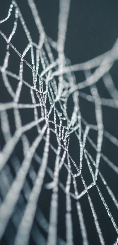 Spider Web Close-Up Wallpaper - free download