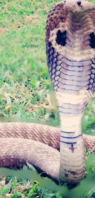 Striking Cobra Mobile Wallpaper - free download