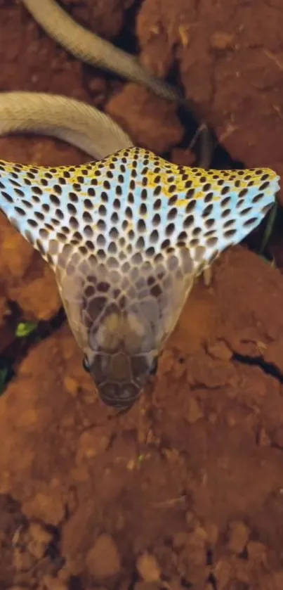 Striking Snake Display Wallpaper - free download