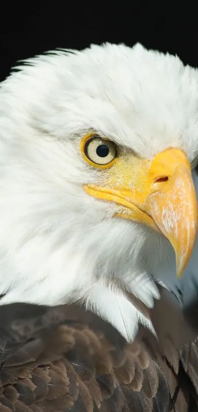 Stunning Bald Eagle Wallpaper - free download