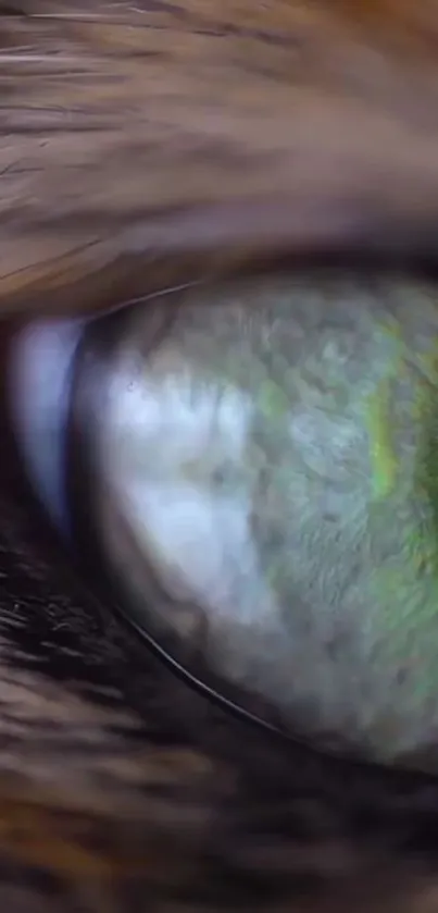 Stunning Cat Eye Close-Up - free download
