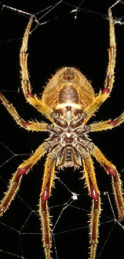 Stunning Spider Web Close-up - free download