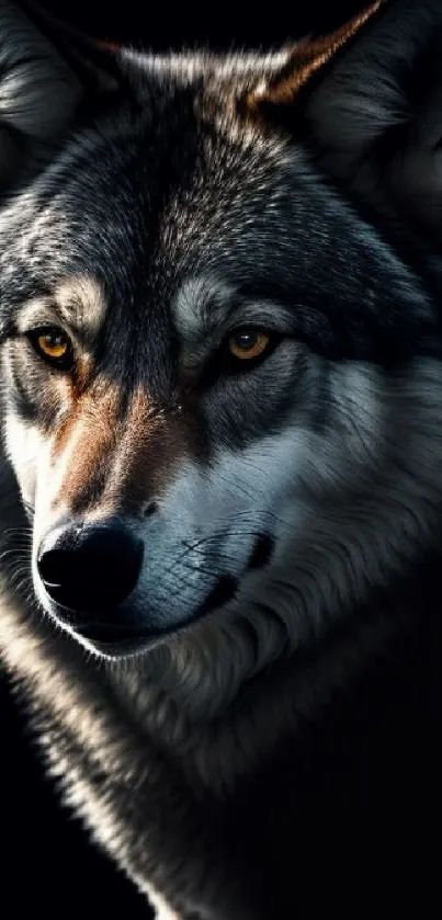 Stunning Wolf Portrait Wallpaper - free download
