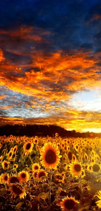 Sunflower Field Sunset Bliss - free download