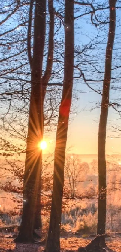 Sunset Forest Phone Wallpaper - free download