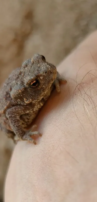 Tiny Toad on Arm Close-up - free download