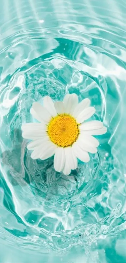Tranquil Daisy Water Ripple - free download
