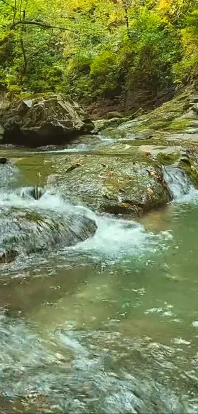 Tranquil Forest Stream Scene - free download