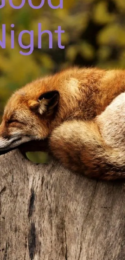Tranquil Fox Night Wallpaper - free download
