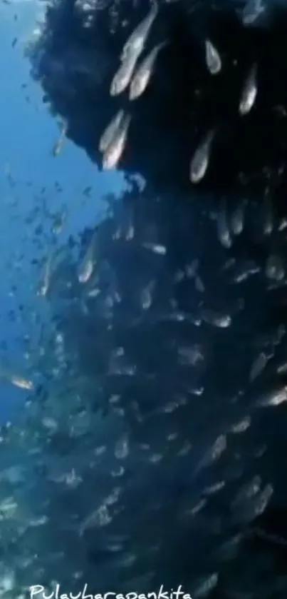 Underwater Fish Swarm Wallpaper - free download