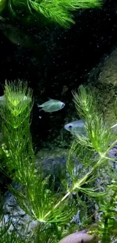 Underwater Green Serenity - free download