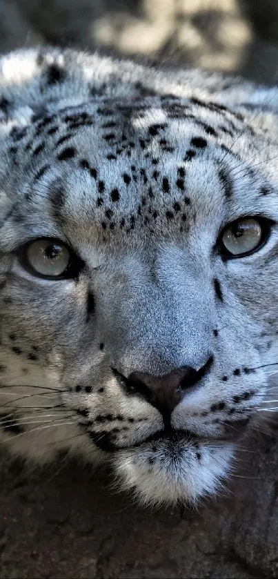 snow lep Live Wallpaper - free download