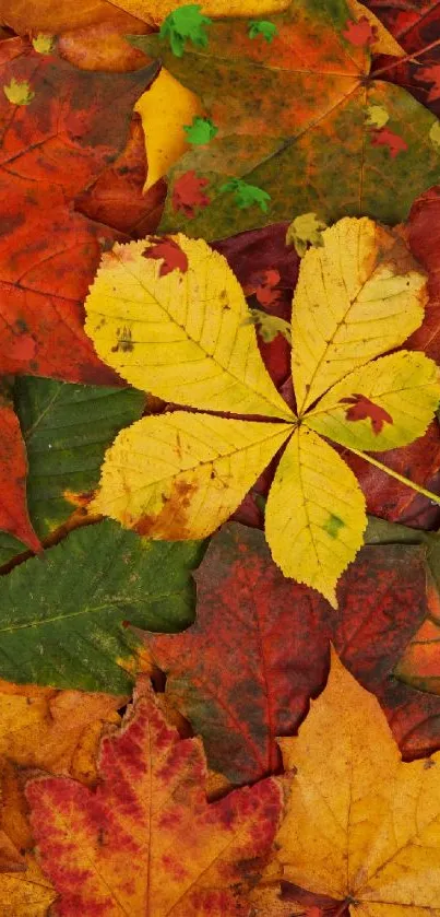 Vibrant Autumn Leaf Collage - free download