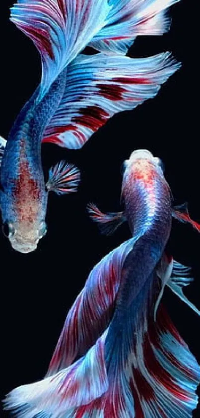 Vibrant Betta Fish Duo Display - free download