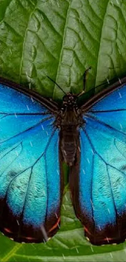 Vibrant Blue Butterfly Wallpaper - free download