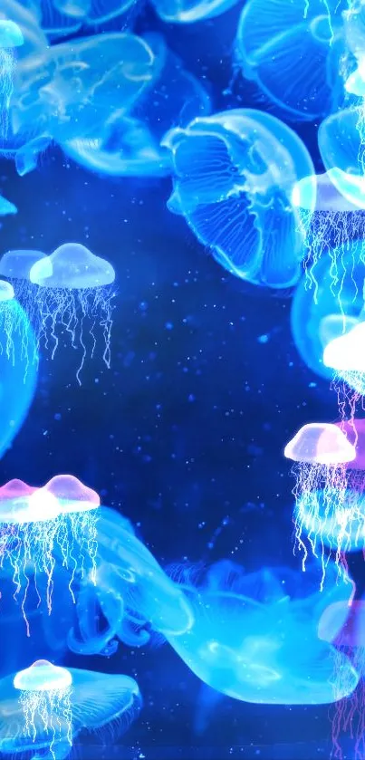 Vibrant Blue Jellyfish Wallpaper - free download