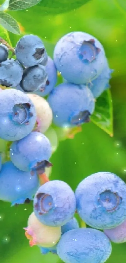 Vibrant Blueberry Branch Wallpaper - free download