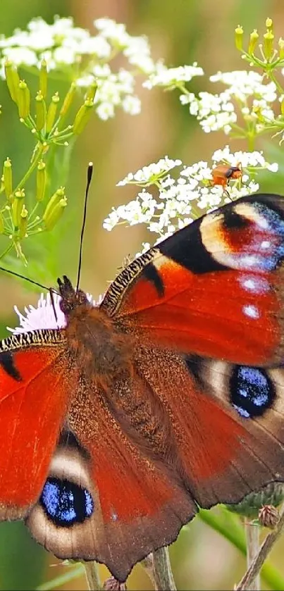 Vibrant Butterfly Wallpaper Beauty - free download