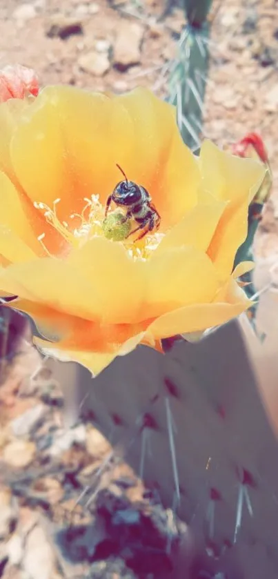 Vibrant Cactus Flower Bliss - free download