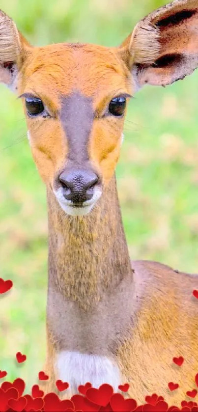 Vibrant Deer Love Wallpaper - free download